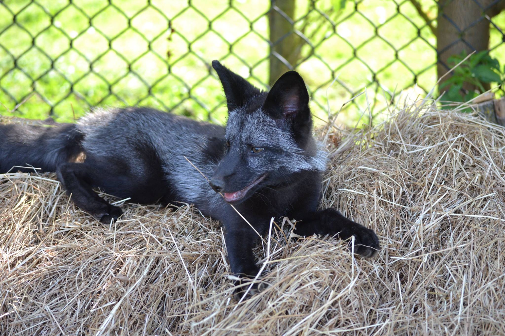 Silver Fox Behaviour